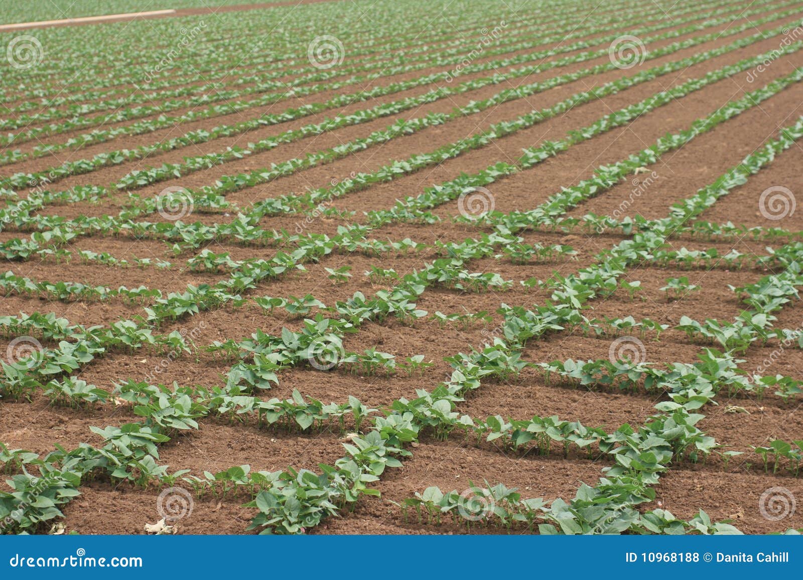 Modelo Del Campo De La Haba Foto de archivo - Imagen de plantas ...