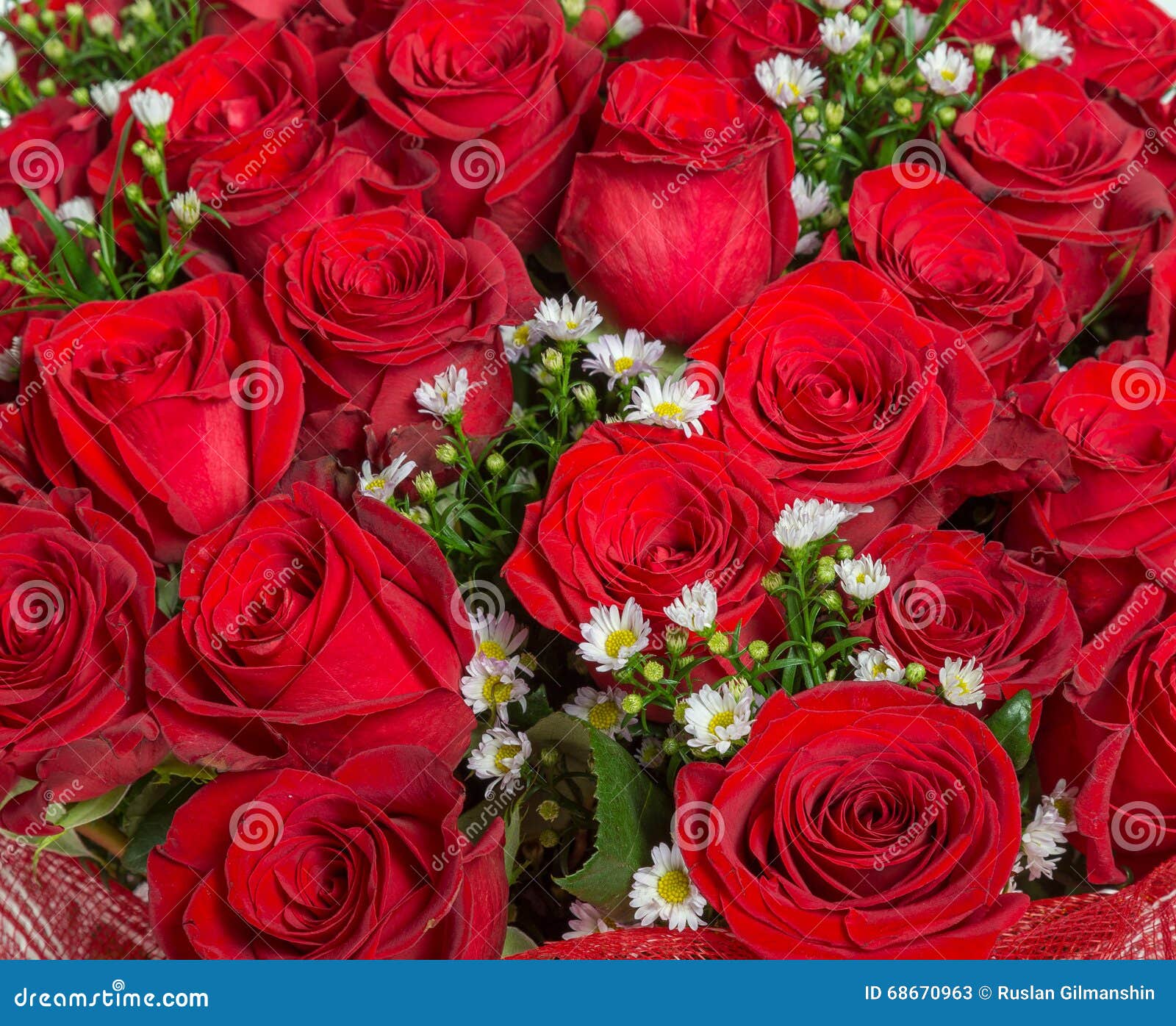 Modelo Del Fondo De Muchas Rosas Rojas Imagen de archivo - Imagen de ...