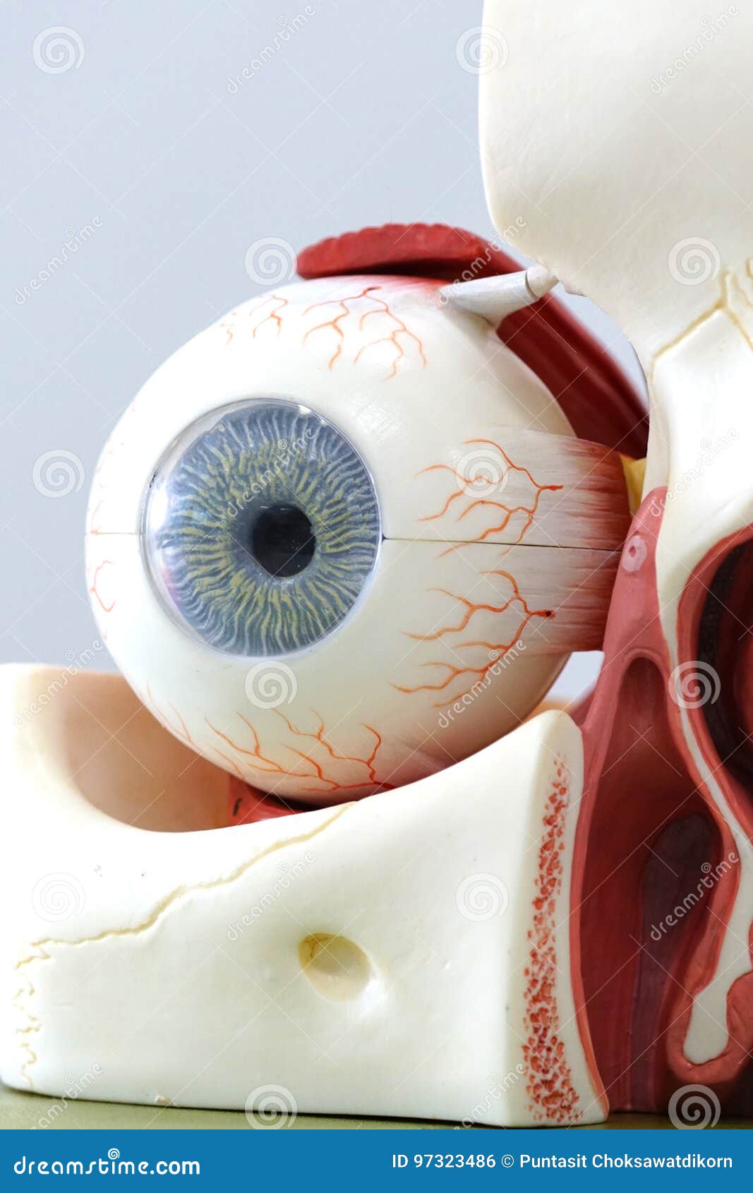 Modelo del ojo humano foto de archivo. Imagen de modelo - 97323486