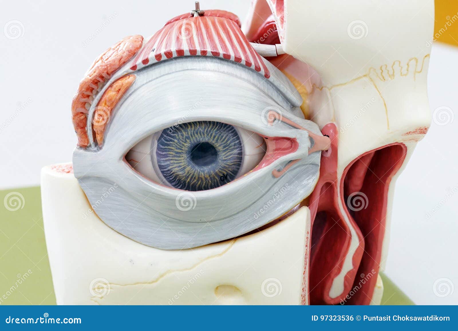 Modelo del ojo humano foto de archivo. Imagen de sano - 97323536