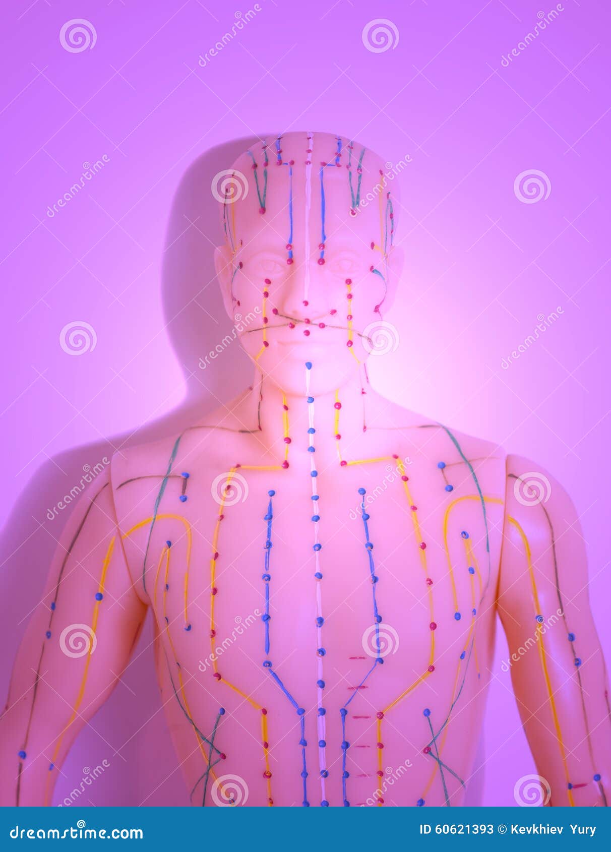 Modelo del ser humano imagen de archivo. Imagen de retroceder - 60621393