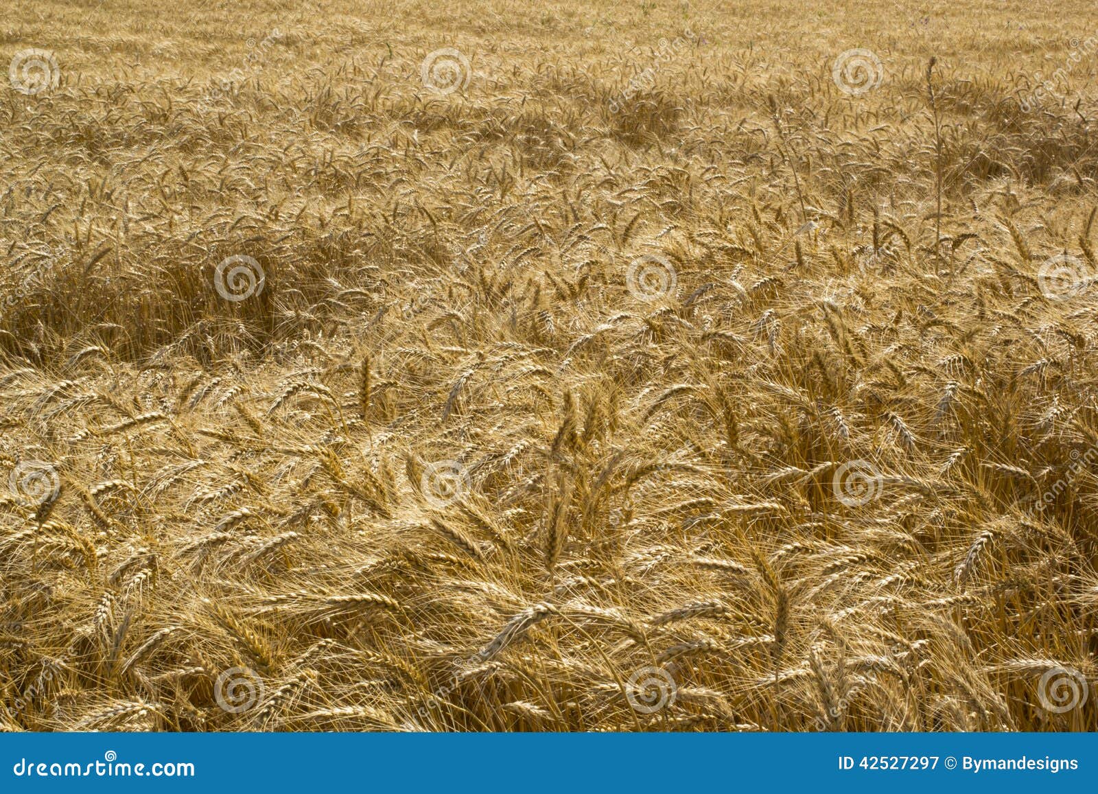 Modelo del trigo imagen de archivo. Imagen de crecimiento - 42527297