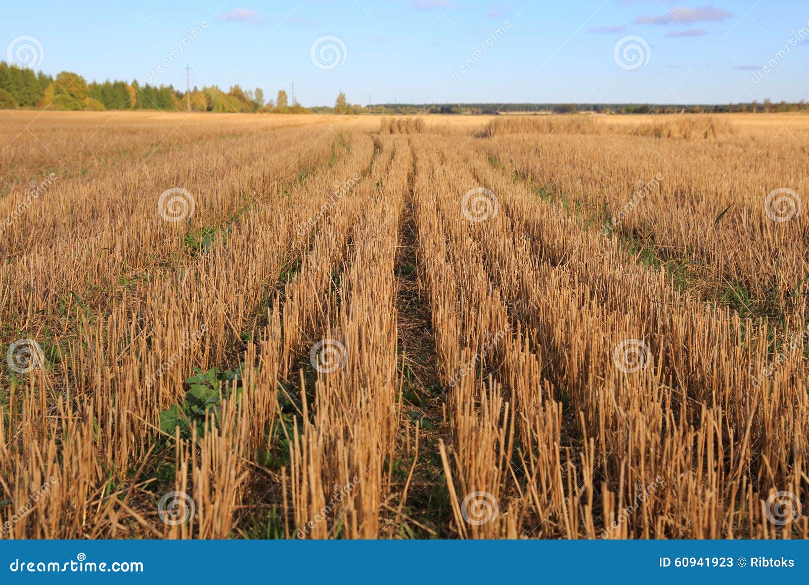 Modelo del trigo imagen de archivo. Imagen de trigo, detalle - 60941923