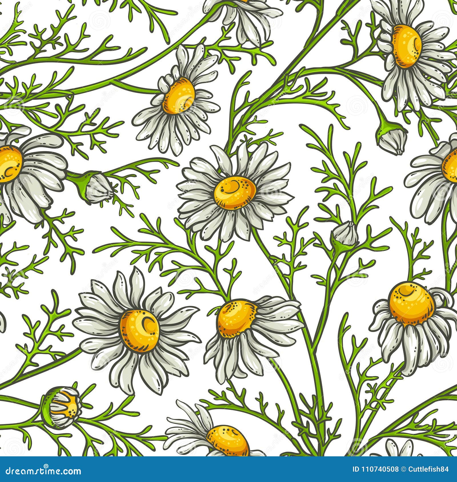 Modelo Del Vector De La Flor De La Manzanilla Ilustración del Vector ...