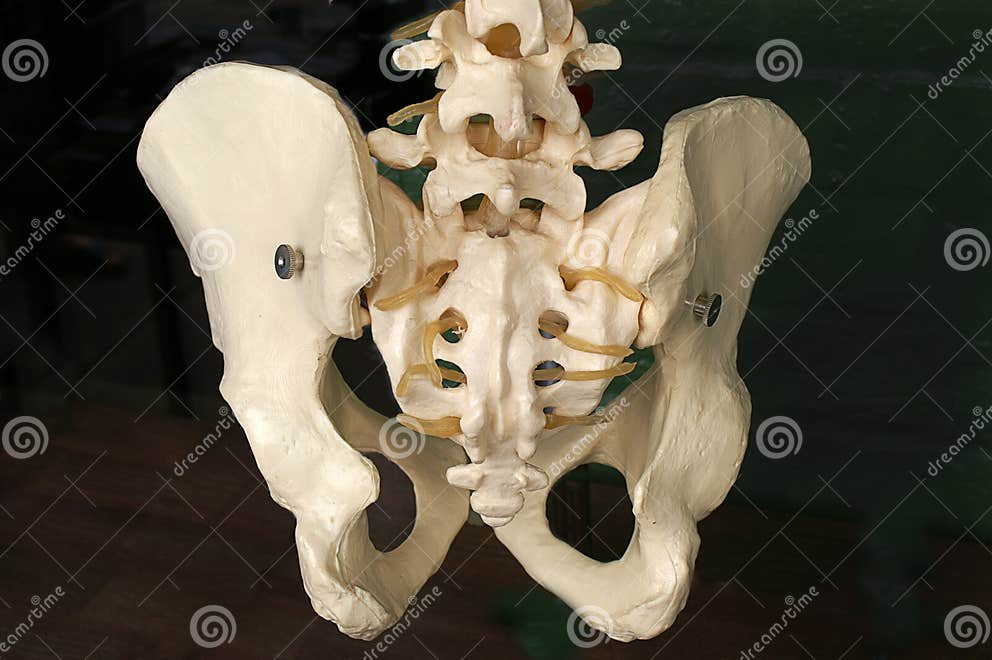 Modelo do osso anca humano foto de stock. Imagem de esqueleto - 56927670