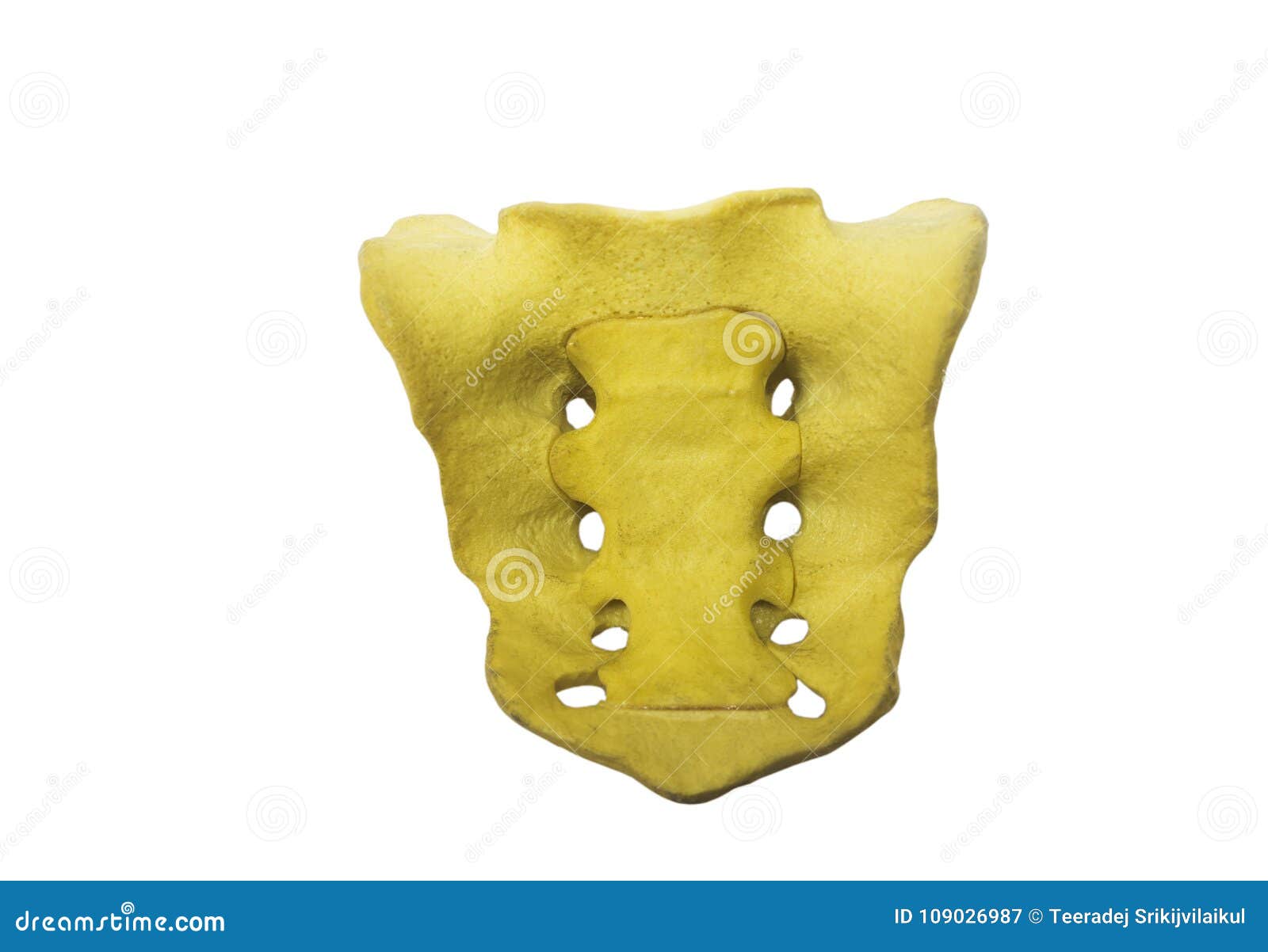 Modelo Do Osso Do Sacro No Fundo Branco Imagem de Stock - Imagem de ...