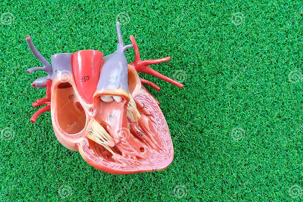 Modelo Humano De La Anatomía Del Corazón Foto de archivo - Imagen de modelo, pecho: 62123968