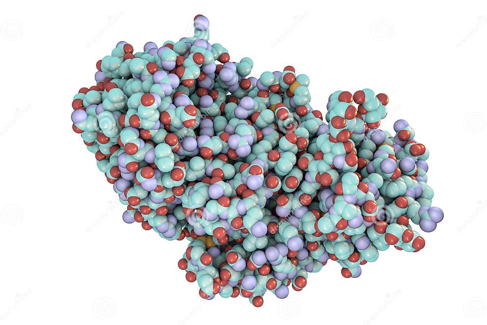 Modelo Molecular De La Ricina Stock de ilustración - Ilustración de ...