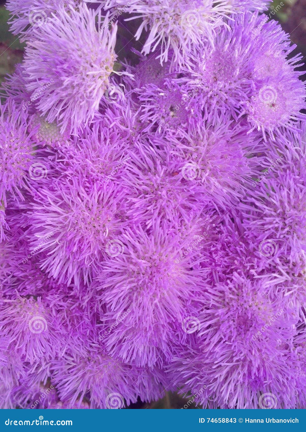 Modelo natural de la lila imagen de archivo. Imagen de travieso - 74658843