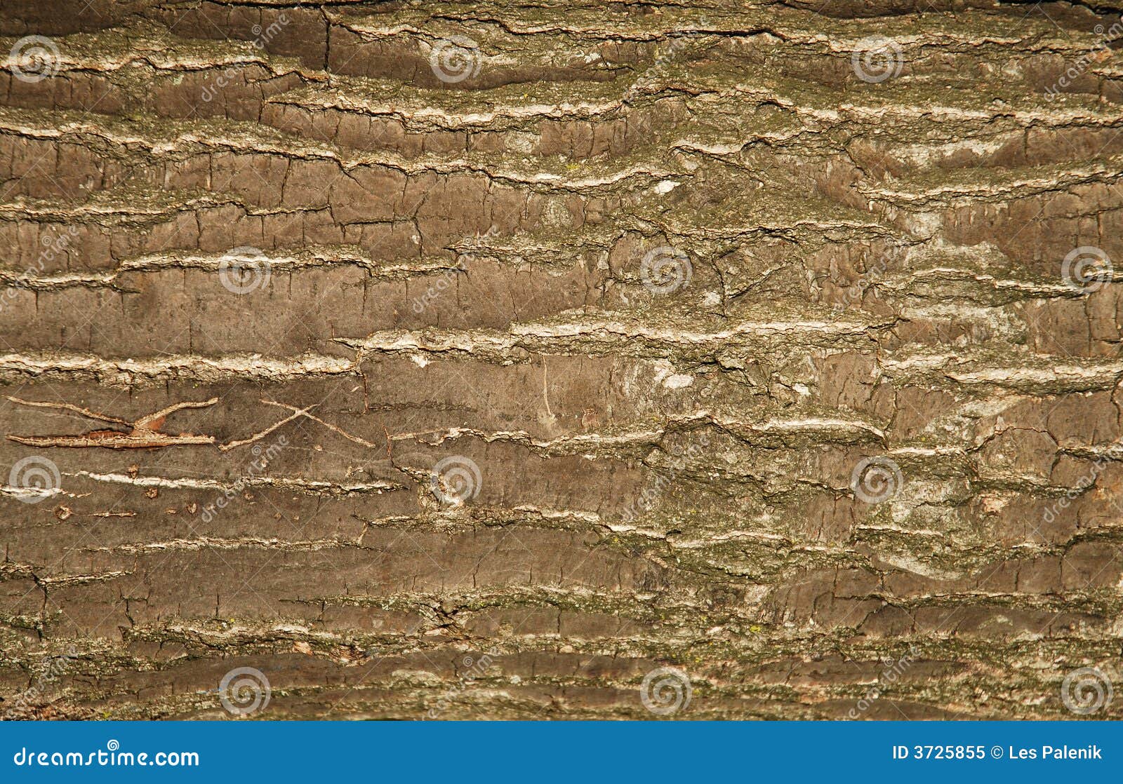 Modelo - tronco de árbol imagen de archivo. Imagen de vertical - 3725855