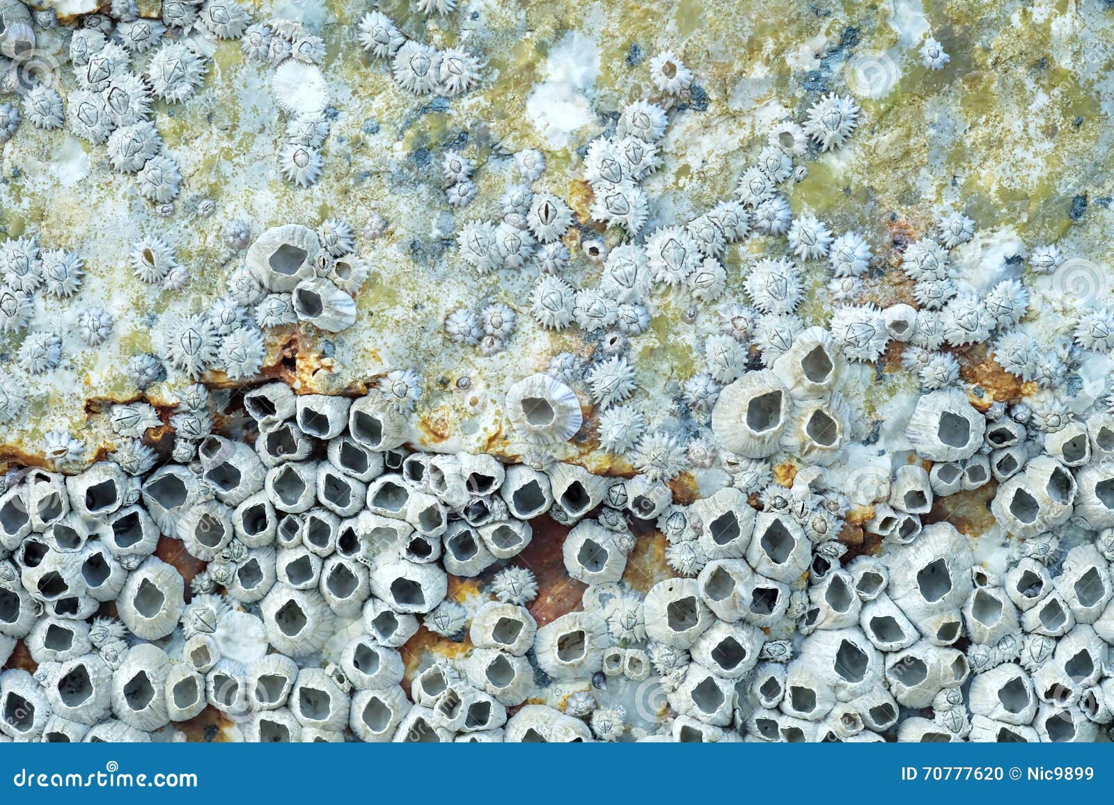 Modelos de lapas de roca foto de archivo. Imagen de intermareal - 70777620