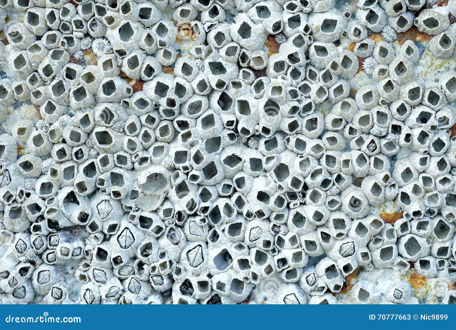 Modelos de lapas de roca imagen de archivo. Imagen de contexto - 70777663