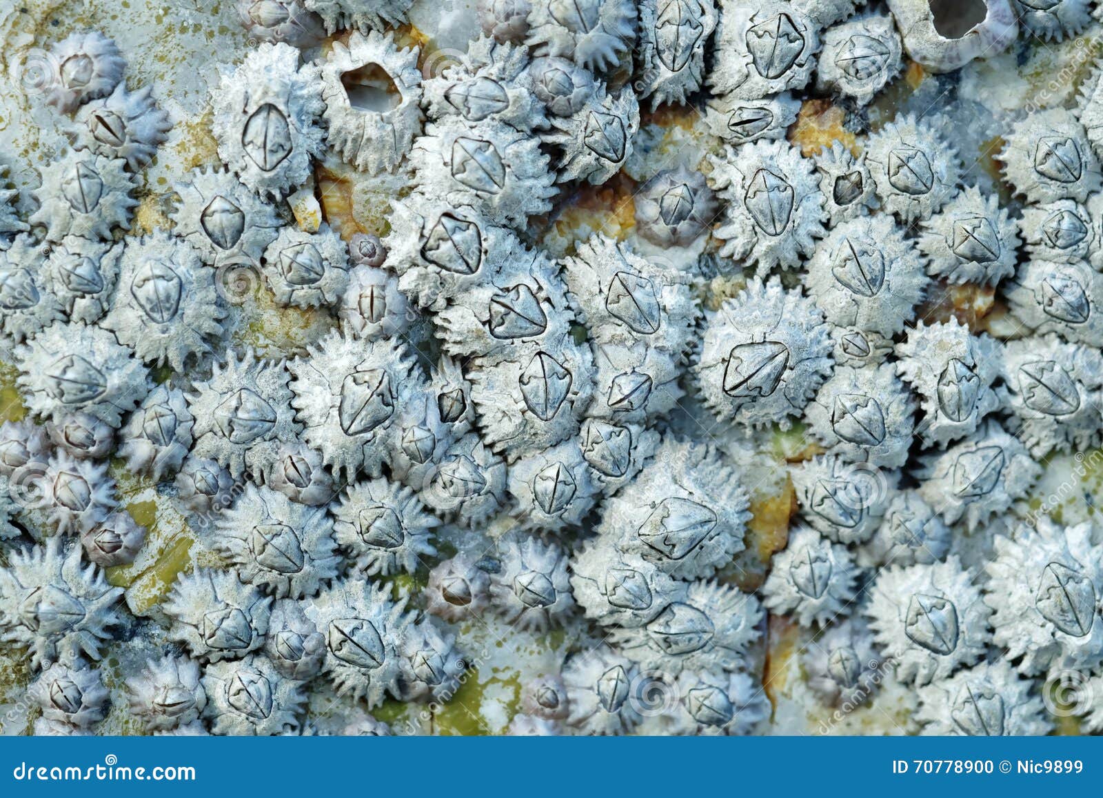 Modelos de lapas de roca foto de archivo. Imagen de crezca - 70778900