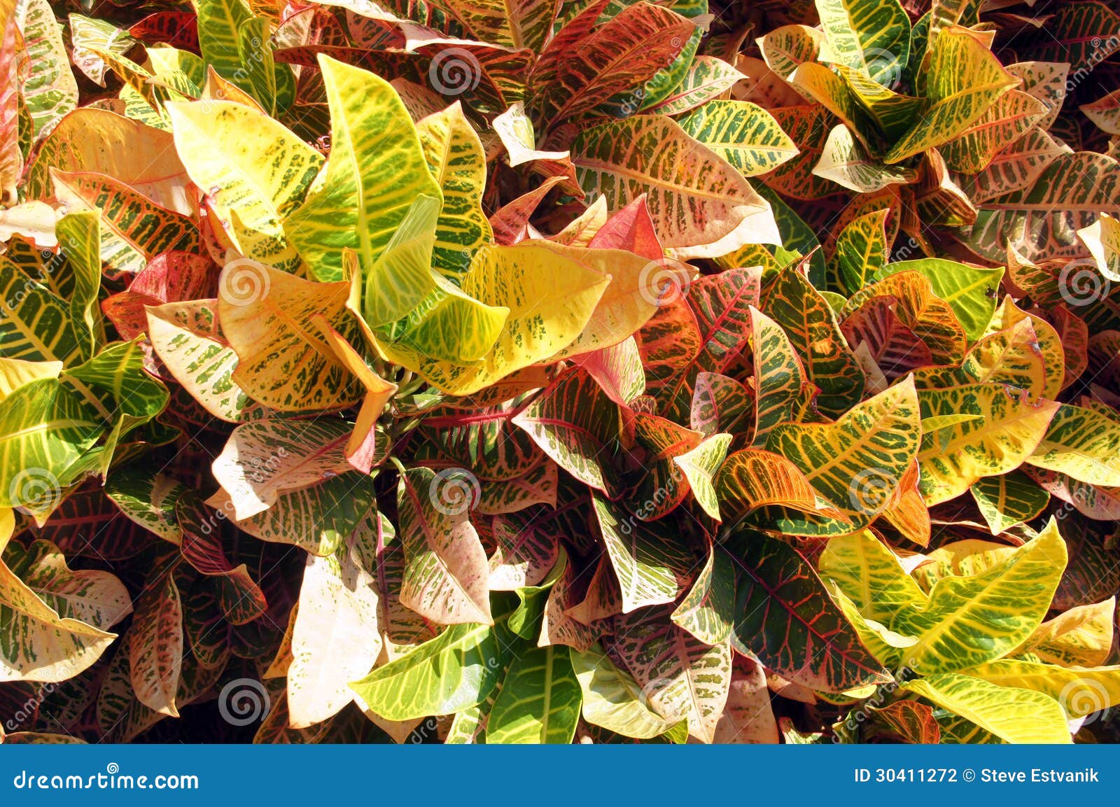 Modelos Y Colores Abigarrados Foto de archivo - Imagen de venas, modelo ...