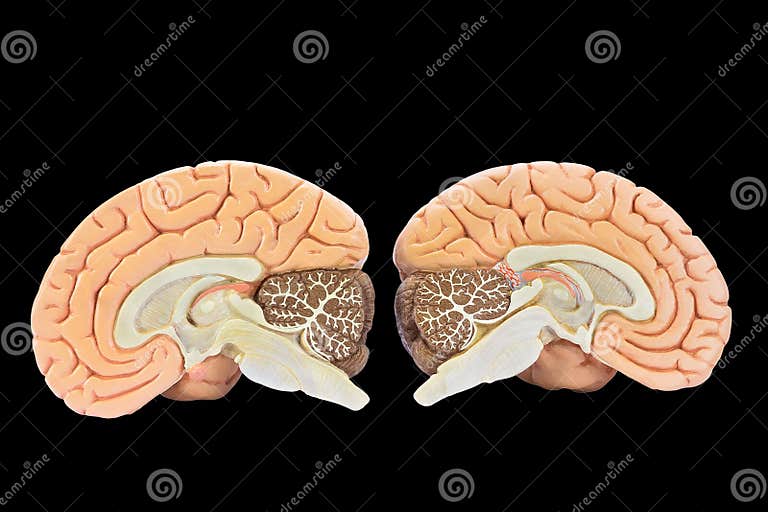 Models of Two Brain Halves on Black Background Stock Image - Image of ...