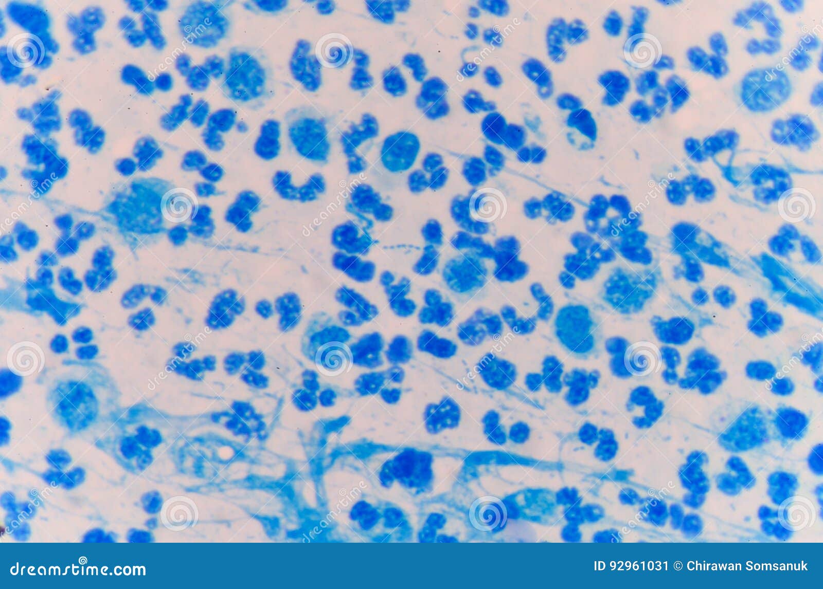 Moderate Blue White Blood Cells. Stock Image - Image of chemistry ...