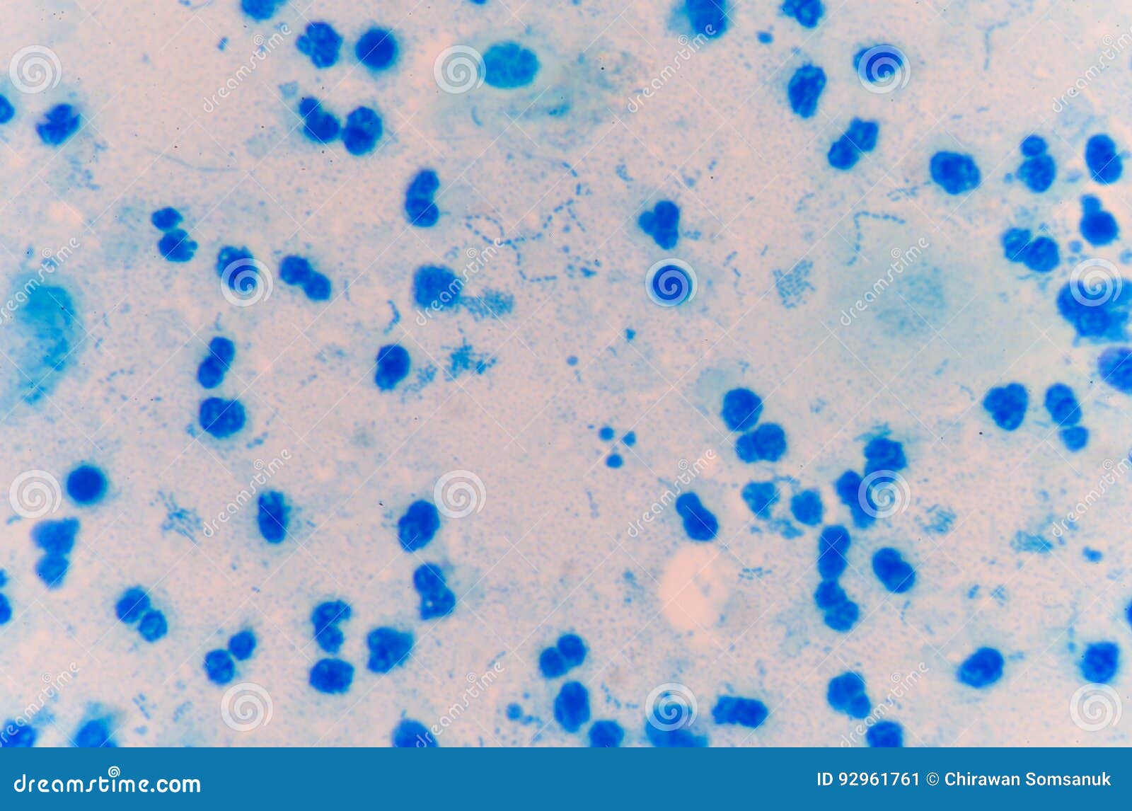 Moderate Blue White Blood Cells. Stock Image - Image of microscope ...