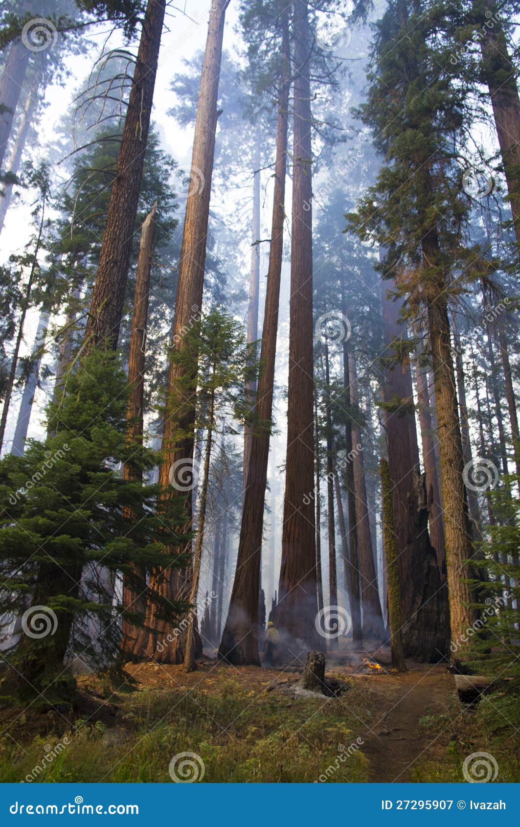 Moderate Fire in Sequoia National Park Editorial Photography - Image of ...