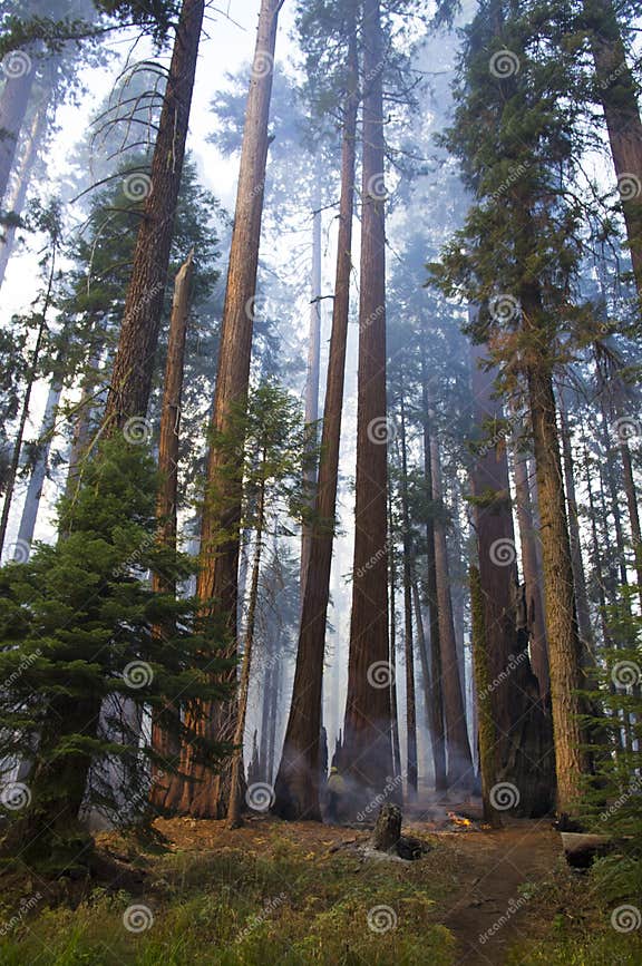 Moderate Fire in Sequoia National Park Editorial Photography - Image of ...