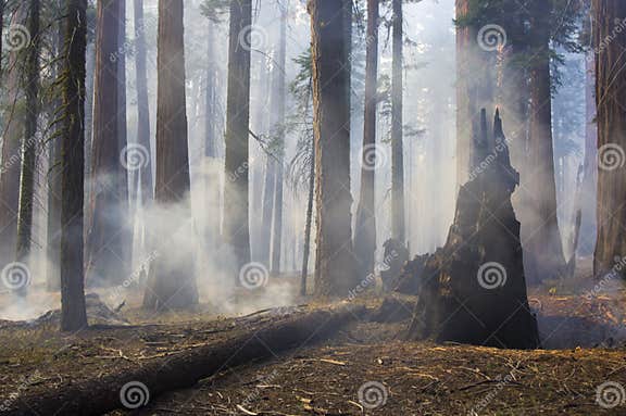 Moderate forest fire stock image. Image of mountains - 27296067