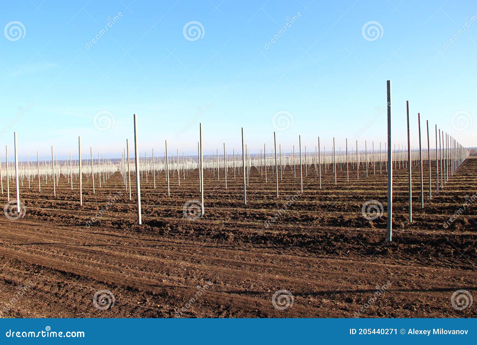 Modern Agricultural Field, Fruit Tree Plantation Stock Image - Image of ...