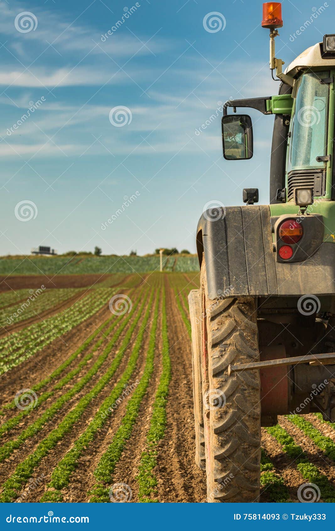 Modern Agriculture with Tractor on a Salad Field Stock Image - Image of ...