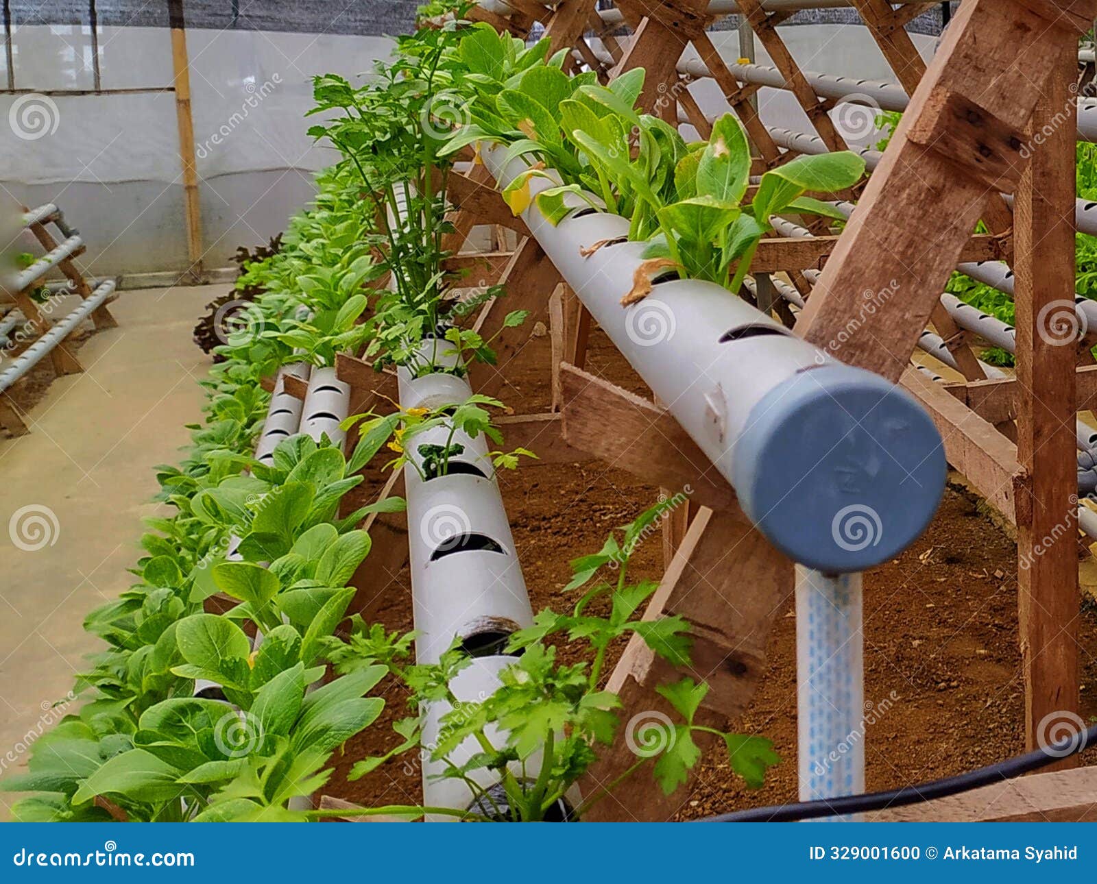 Modern Agriculture Using the Hydroponic System Method, Indonesia. Stock ...