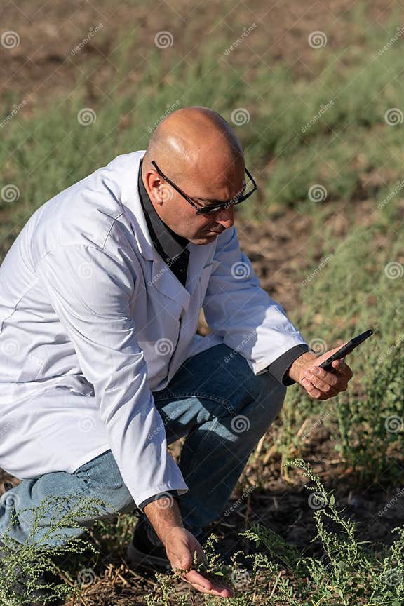 Agronomist at work editorial stock image. Image of environmental ...