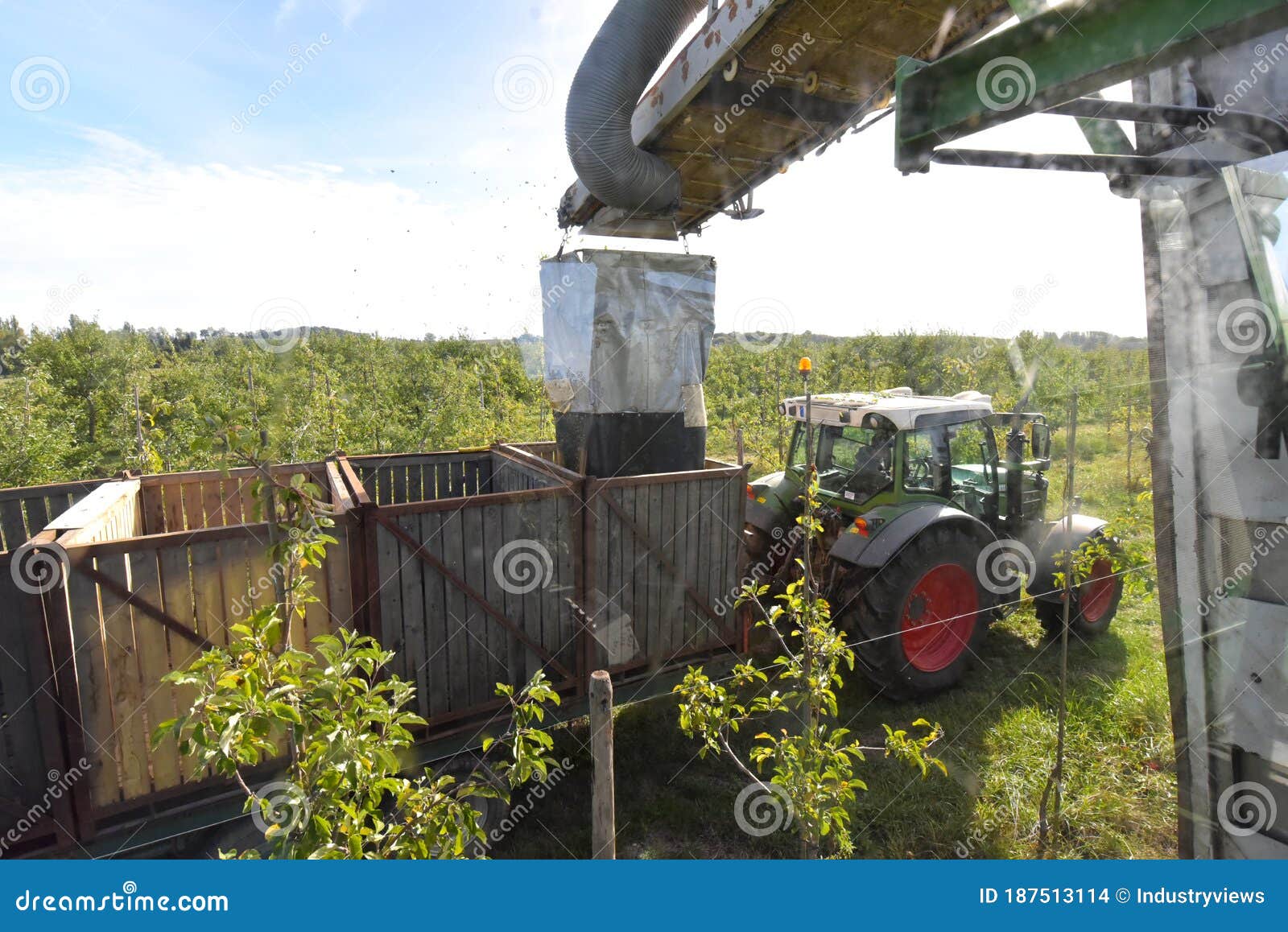Modern Apple Harvest with a Harvesting Machine on a Plantation with ...