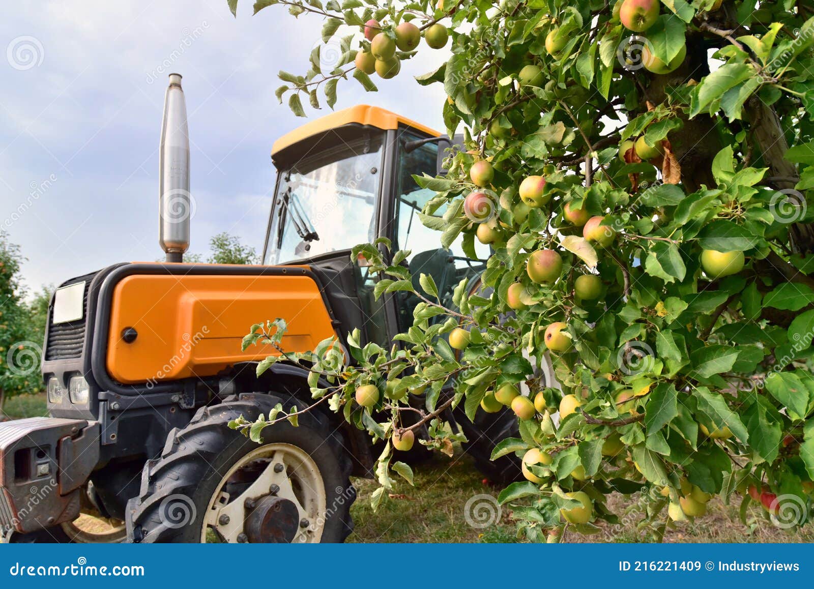 Modern Apple Harvest with a Harvesting Machine on a Plantation with ...