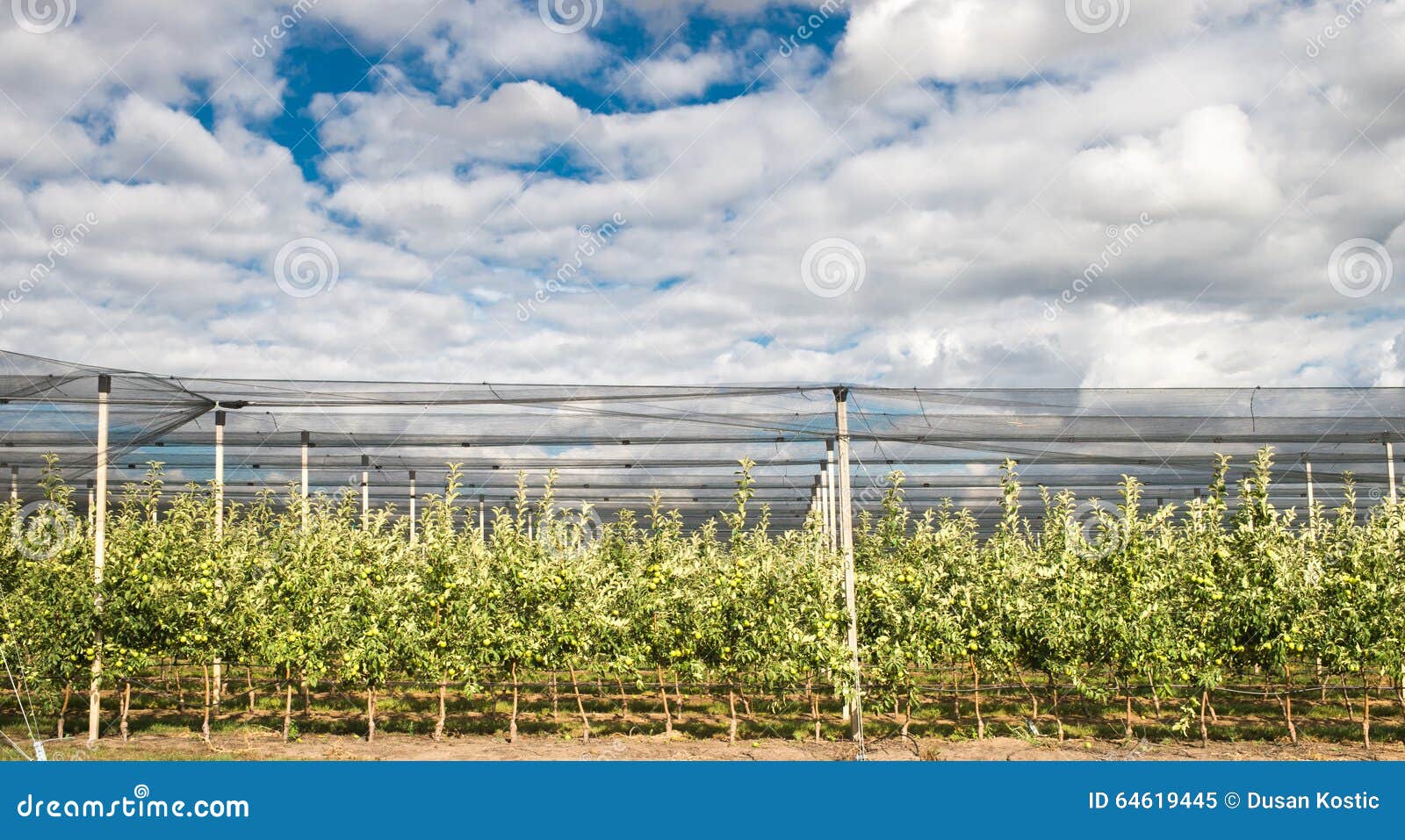 Modern apple orchard stock image. Image of plantation - 64619445