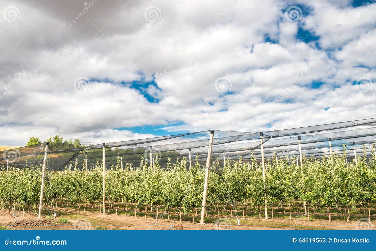 Modern apple orchard stock image. Image of outdoor, network - 64619563