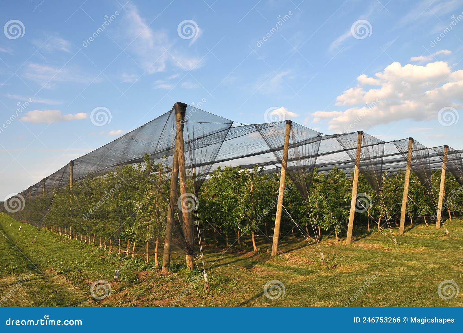 Modern Apple Orchard with Protective Nets Against Hail Stock Photo ...