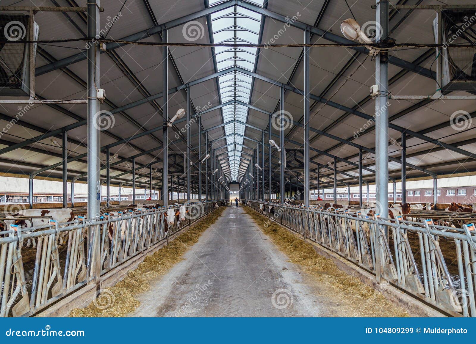 Modern Barn for Breeding of Cows in Free Livestock Stall Stock Image ...