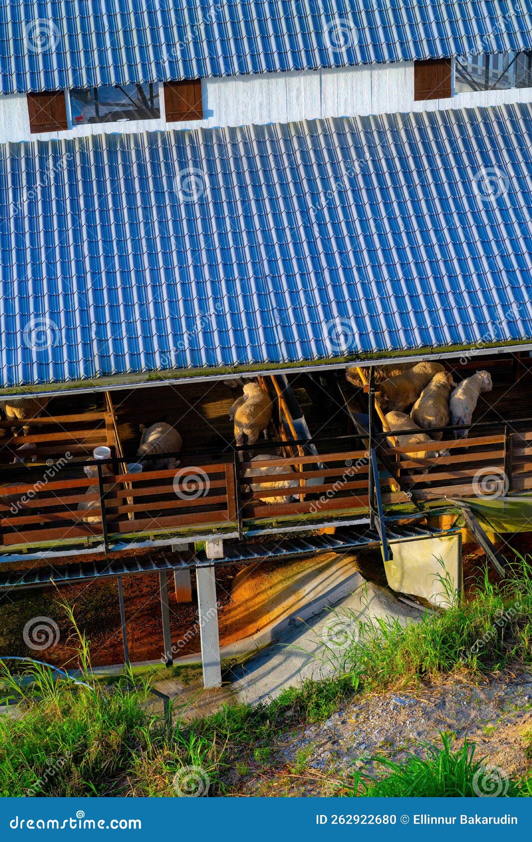 Modern barn with sheep. stock photo. Image of mammal - 262922680