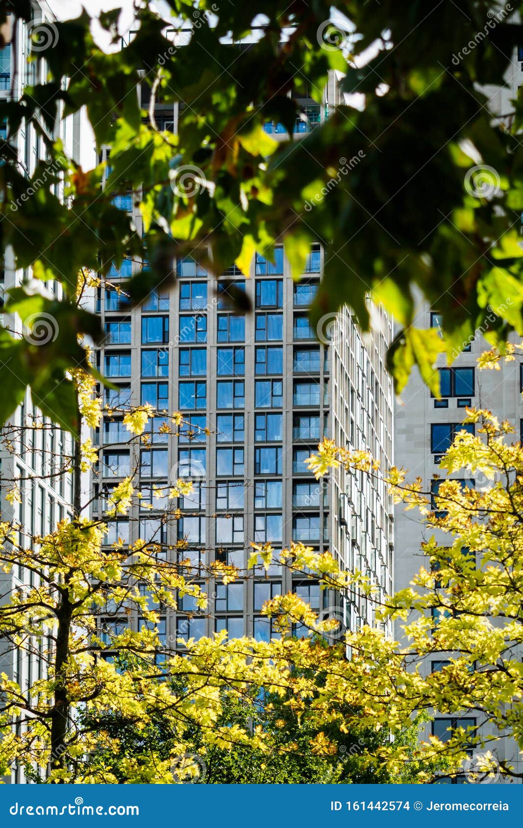 Modern Building through the Branches Stock Photo - Image of future ...