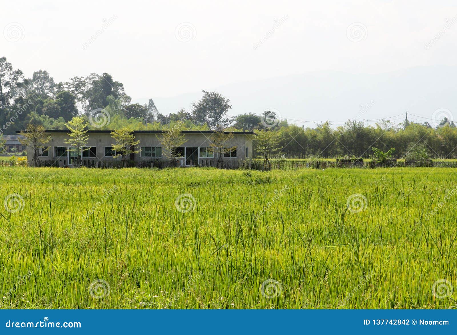 Modern Building in the Rice Field Stock Photo - Image of modern ...
