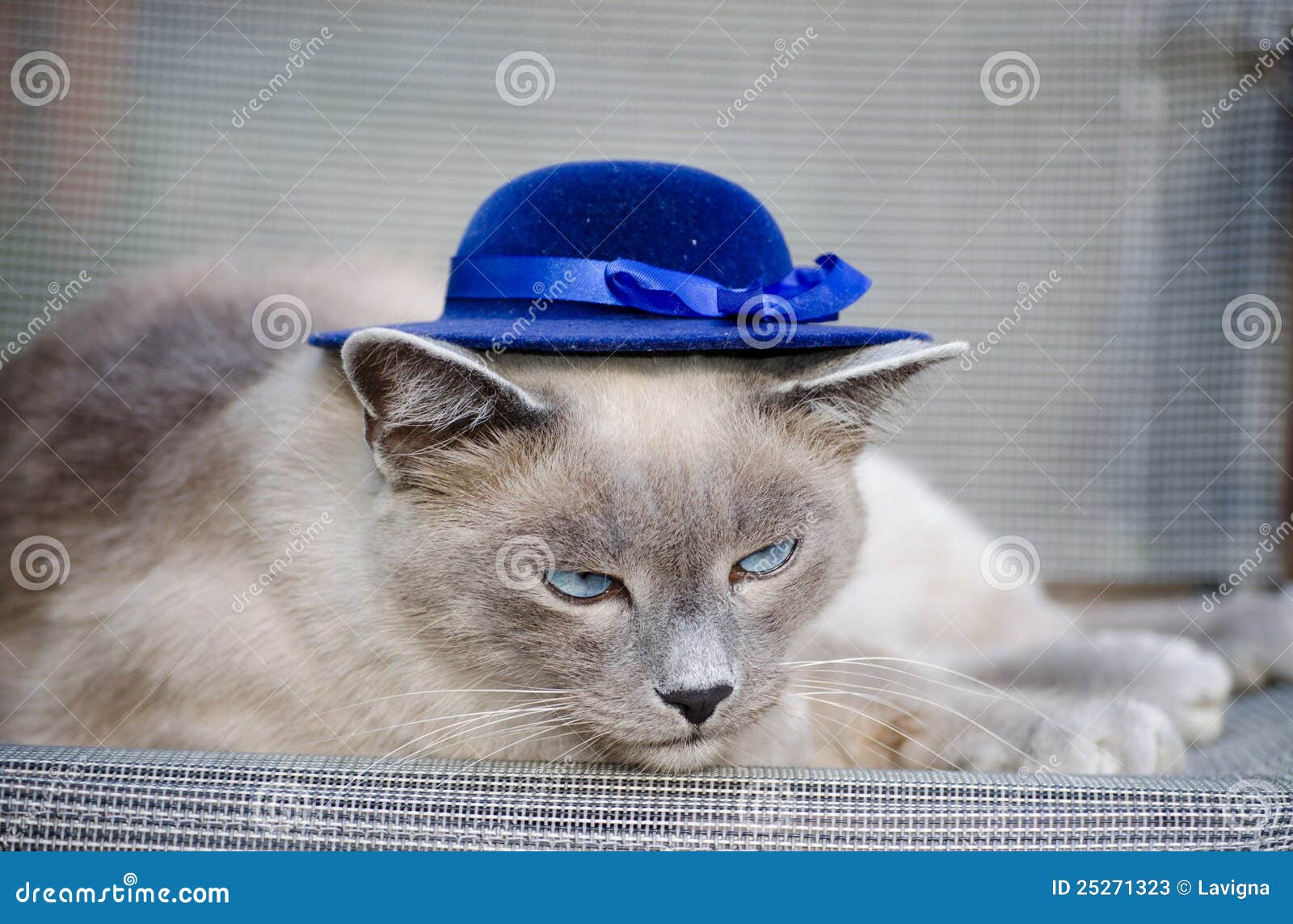 Modern cat stock image. Image of blue, purr, striped - 25271323
