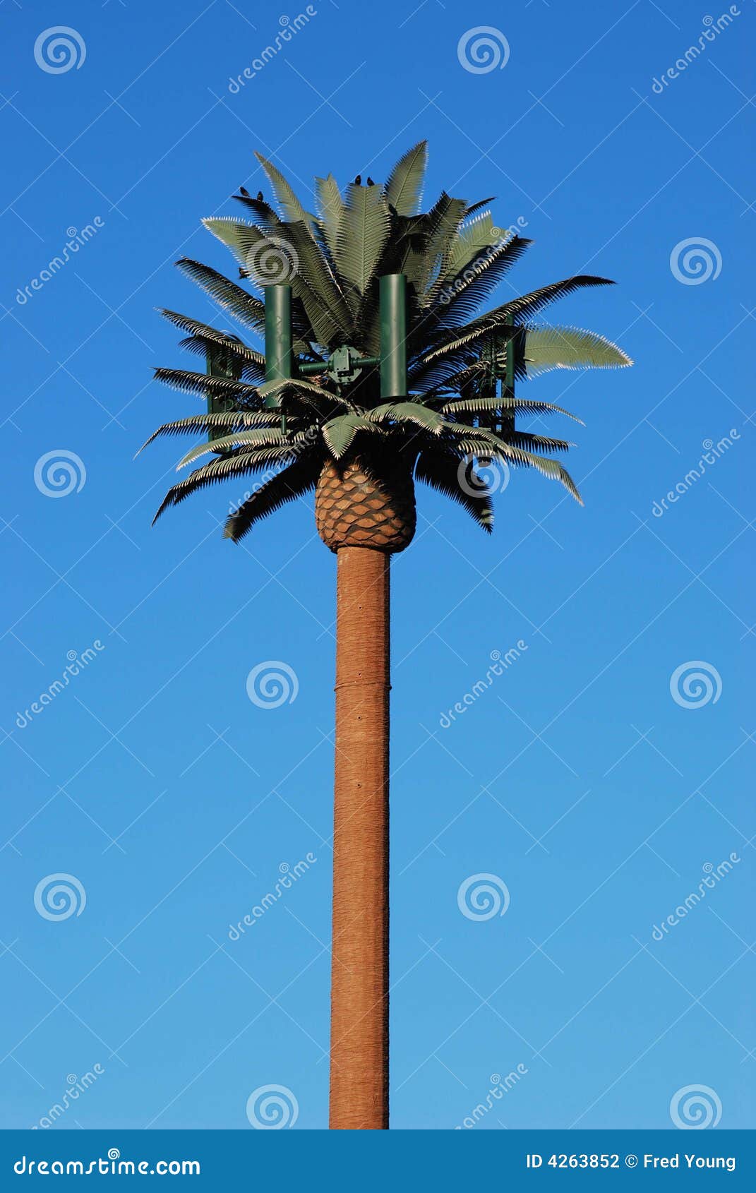 Cell Tower Camouflaged As Palm Tree Stock Photos - Free & Royalty-Free ...