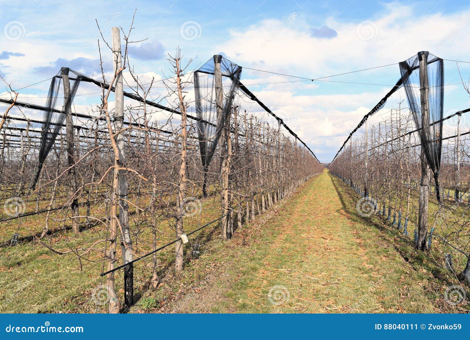 Modern Cherry Orchard in Early Spring Stock Image - Image of ...