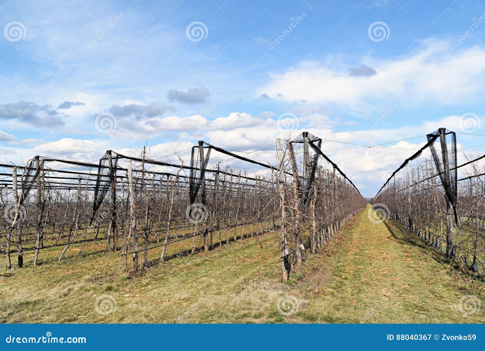 Modern Cherry Orchard in Early Spring Stock Image - Image of early ...