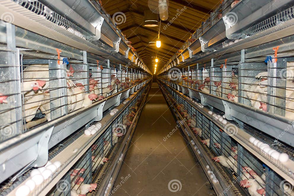 Modern chicken coop farm stock photo. Image of indoor - 27400288