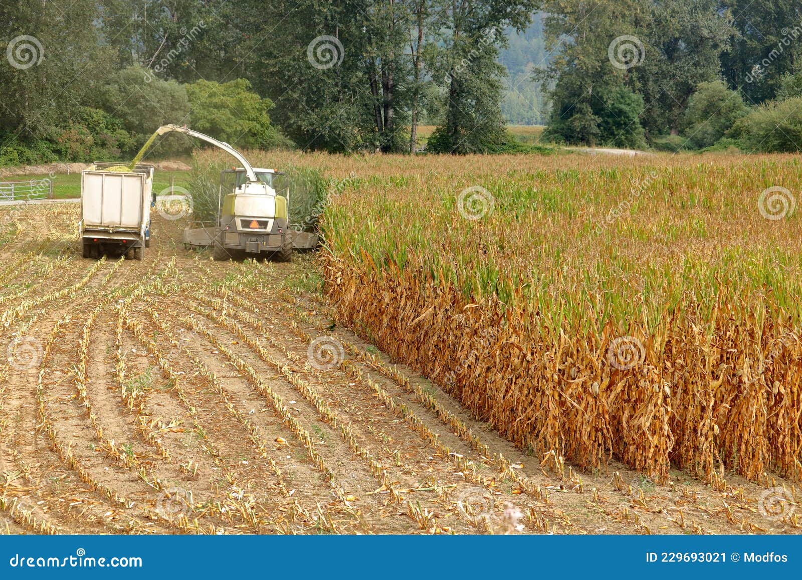 Modern Combine Harvester Mulching Corn Stock Image - Image of mulcher ...