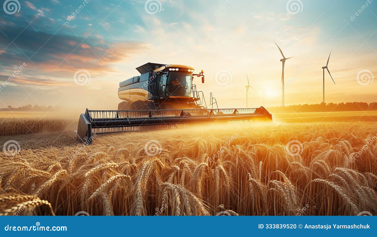 Modern Combines Work in Huge Fields of Wheat. the Wheat Stalks Flutter ...
