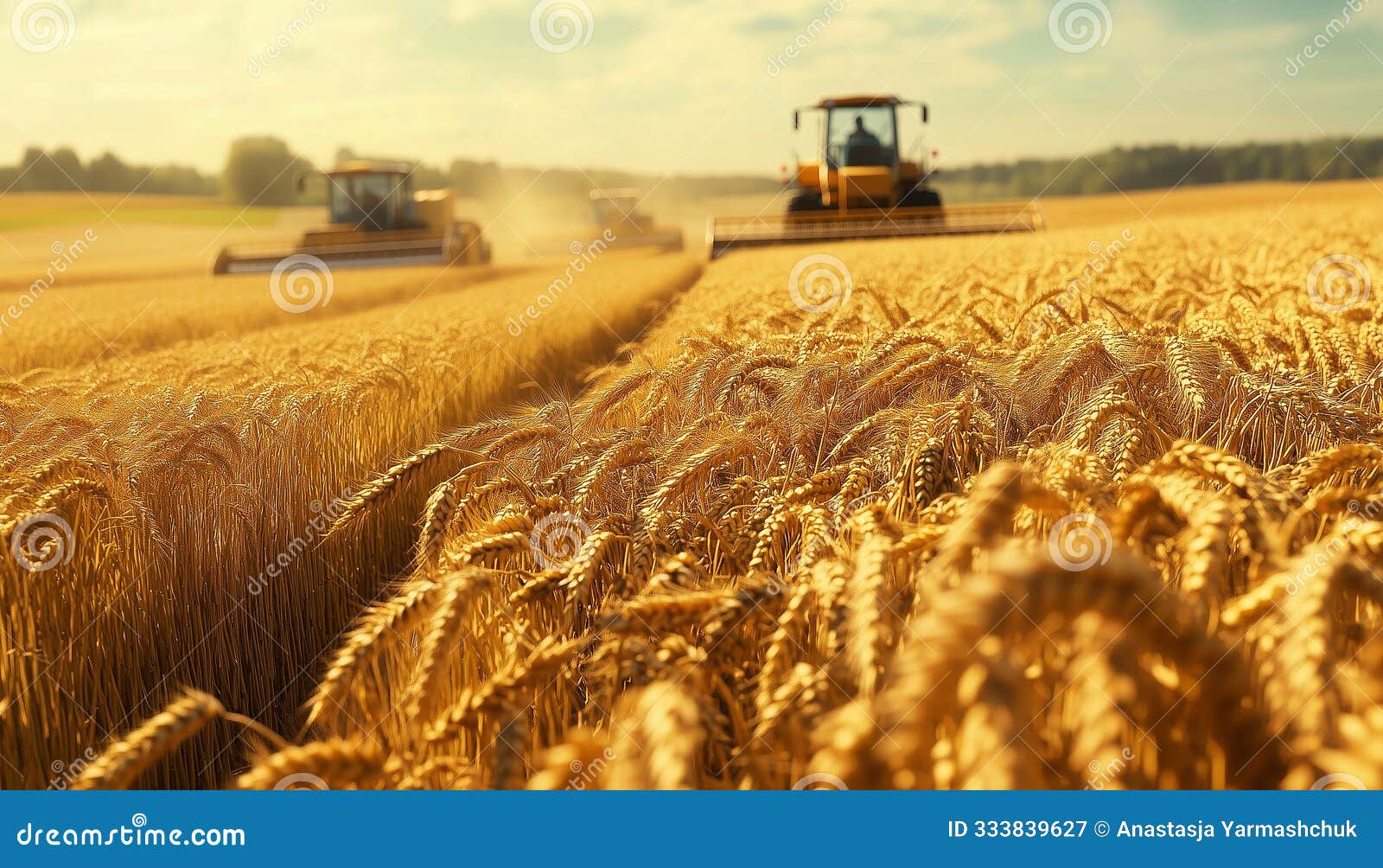 Modern Combines Work in Huge Fields of Wheat. the Wheat Stalks Flutter ...