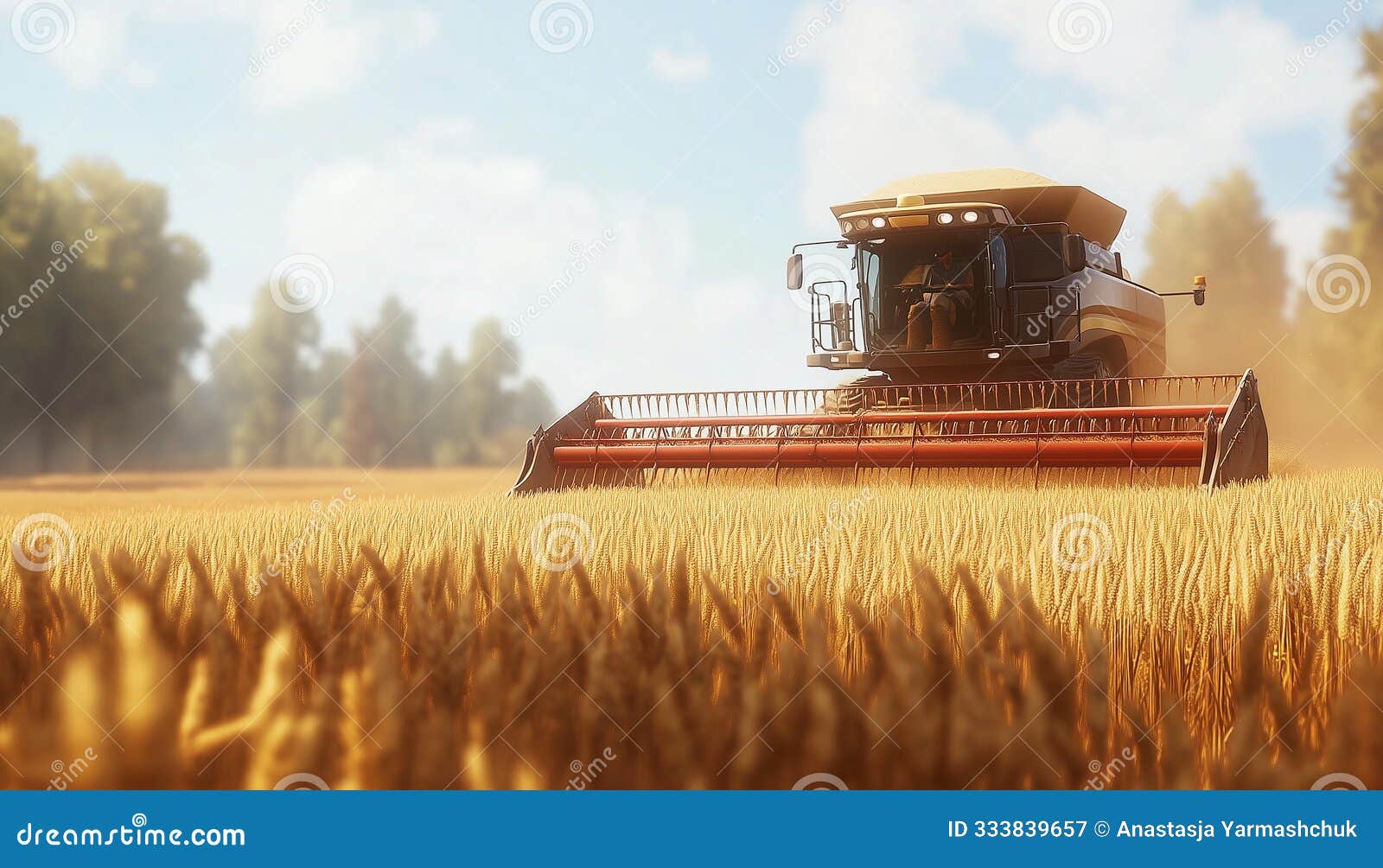 Modern Combines Work in Huge Fields of Wheat. the Wheat Stalks Flutter ...