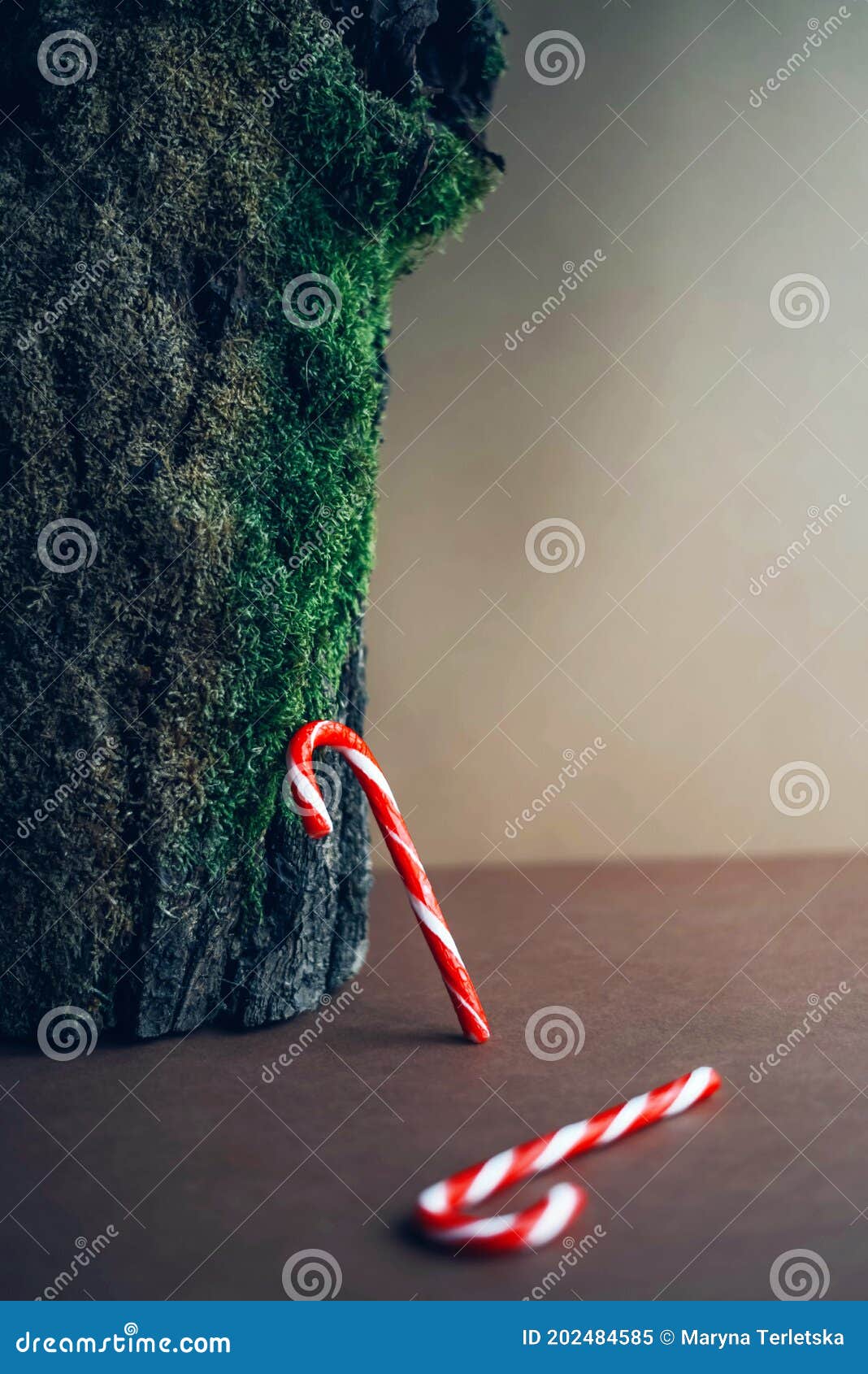 Modern Composition with Natural Elements and Candy Cane. Stock Image ...