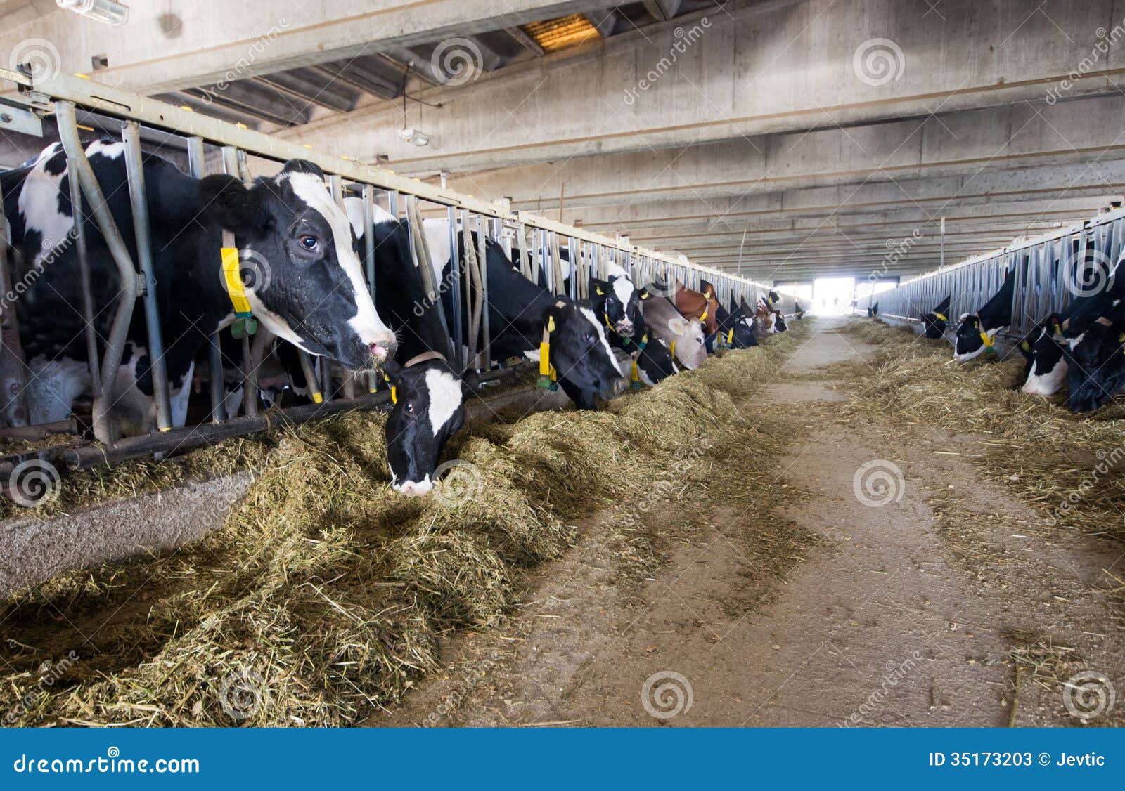 Modern cow stable stock image. Image of head, healthy - 35173203