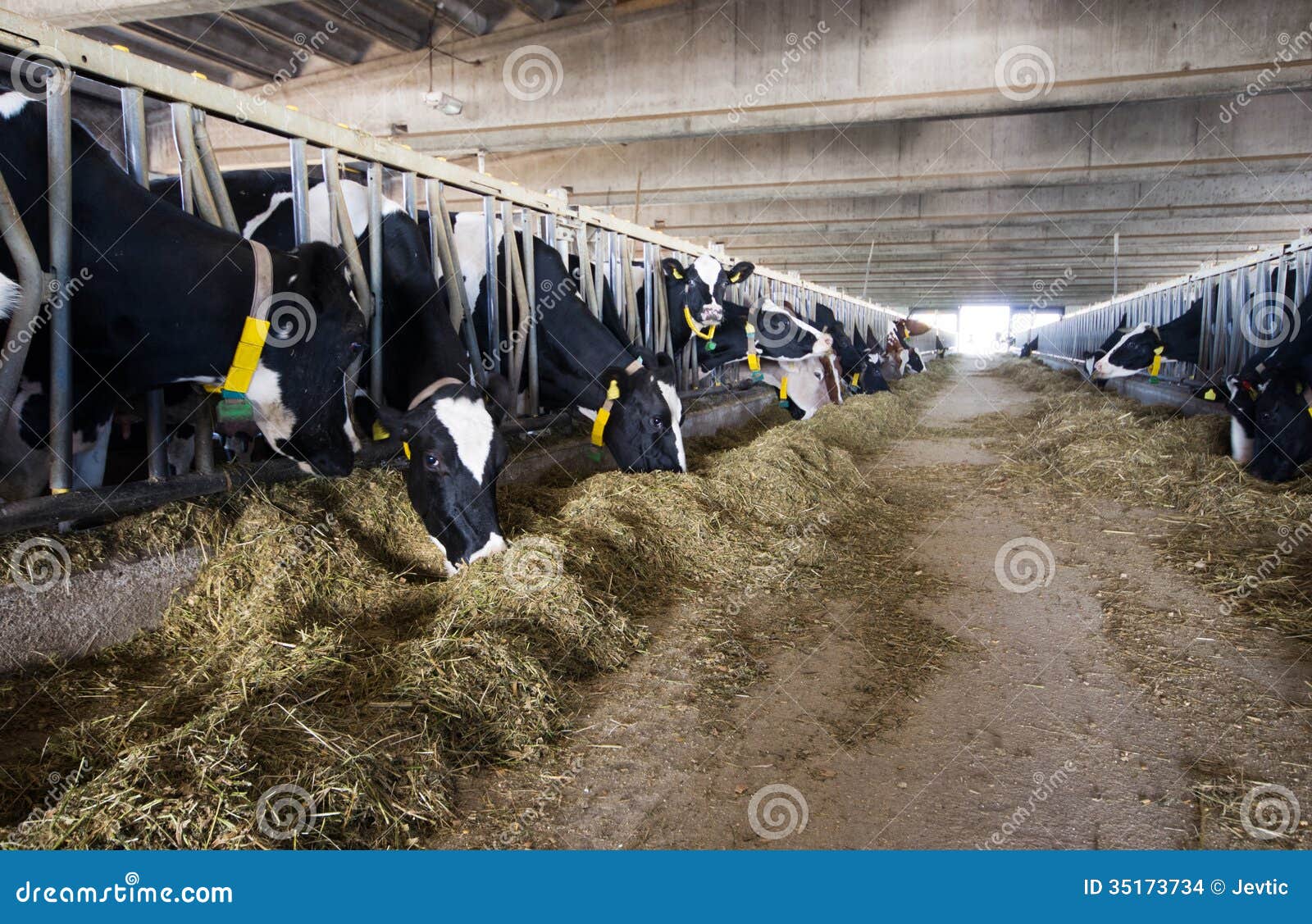 Modern cow stable stock photo. Image of industry, dairy - 35173734