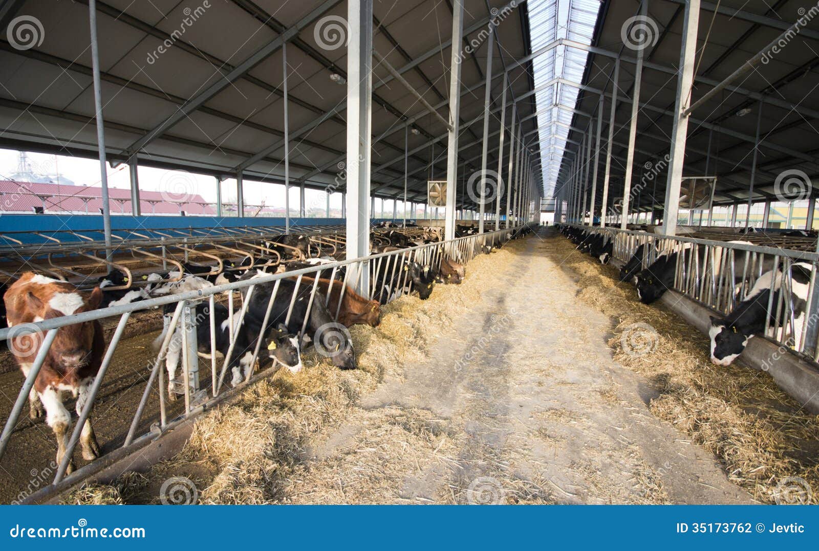 Modern cow stable stock photo. Image of land, eating - 35173762